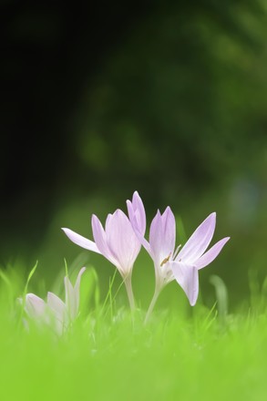 Autumn Crocus Colchium Speciosum September Saxony Editorial Stock Photo ...
