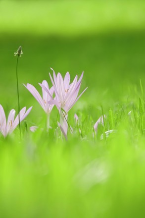 Autumn Crocus Colchium Speciosum September Saxony Editorial Stock Photo ...