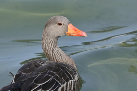 8,000 Animal heads Stock Pictures, Editorial Images and Stock Photos ...