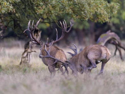 20 Alpha deer Stock Pictures, Editorial Images and Stock Photos ...