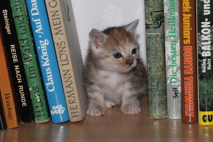 Young Domestic Cat Between Books Editorial Stock Photo - Stock Image ...