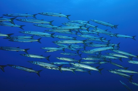 School European Barracuda Sphyraena Sphyraena Marine Editorial Stock ...