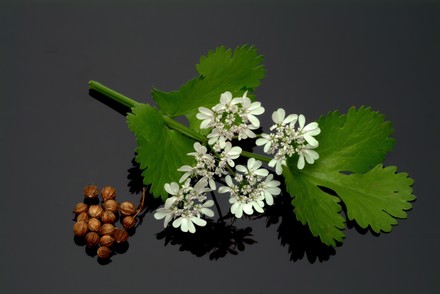 Coriander Coriandrum Sativum Leaves Flowers Seeds Editorial Stock Photo ...