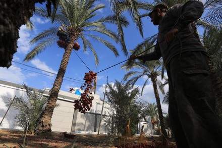 Palestinian Farmers Harvest Dates Palm Tree Editorial Stock Photo ...