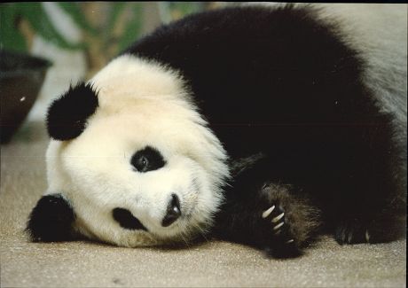 Ming Ming Giant Panda Pictured London Editorial Stock Photo - Stock ...
