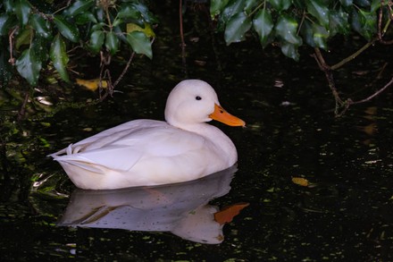 8,000 Bird on water Stock Pictures, Editorial Images and Stock Photos ...