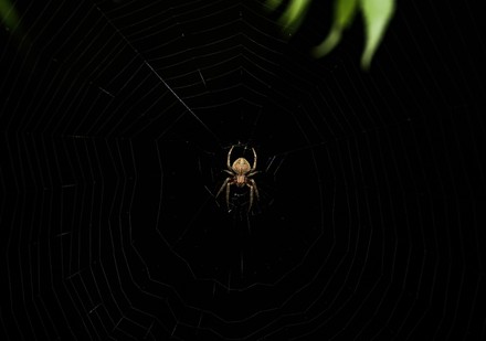 Spotted Orb Weavers Neoscona Sp Barn Editorial Stock Photo - Stock ...