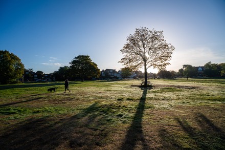 Chestnut Tree Silhouetted On Cold Bright Editorial Stock Photo - Stock ...