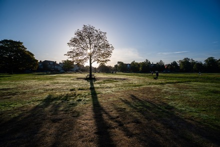 Chestnut Tree Silhouetted On Cold Bright Editorial Stock Photo - Stock ...