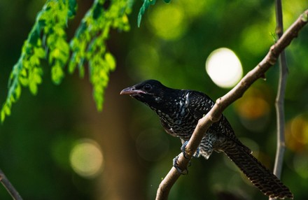 2 Koel eggs Stock Pictures, Editorial Images and Stock Photos ...
