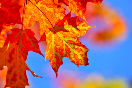 Colourful Leaves On Maple Trees During Editorial Stock Photo - Stock ...