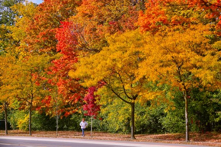 Colourful Leaves On Maple Trees During Editorial Stock Photo - Stock ...