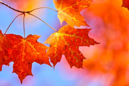 Colourful Leaves On Maple Trees During Editorial Stock Photo - Stock ...