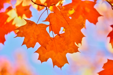Colourful Leaves On Maple Trees During Editorial Stock Photo - Stock ...