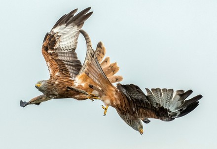 Two Red Kites Lock Talons During Editorial Stock Photo - Stock Image ...