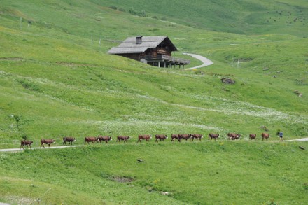 Each Year End May Cows Leave Editorial Stock Photo - Stock Image ...