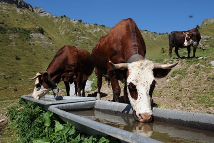 Each Year End May Cows Leave Editorial Stock Photo - Stock Image ...