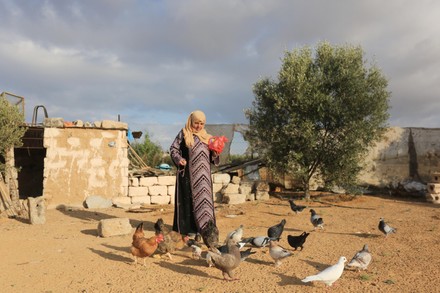 Palestinian Amune Abu Rajila 72 Works Editorial Stock Photo - Stock ...