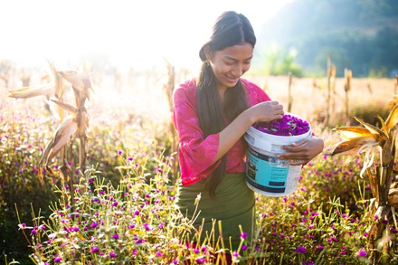 Girl Collects Globe Amaranth Flowers Before Editorial Stock Photo ...