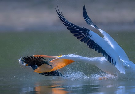 Cormorants fishing at Sandy Woods Lake in Milpitas, California, USA ...
