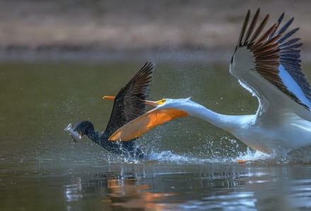 Cormorants fishing at Sandy Woods Lake in Milpitas, California, USA ...