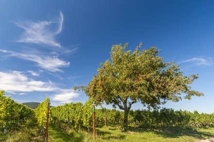 Apple Tree Malus Domestica Vine Field Editorial Stock Photo - Stock ...