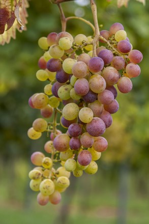 Grapes Vitis Sp On Vine Southern Editorial Stock Photo - Stock Image ...