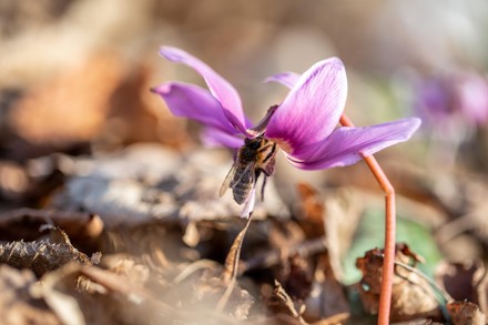 Flowering Dogs Tooth Violet Erythronium Denscanis Editorial Stock Photo ...