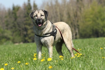 Kangal Anatolian Guard Dog Dandelion Taraxacum Editorial Stock Photo ...