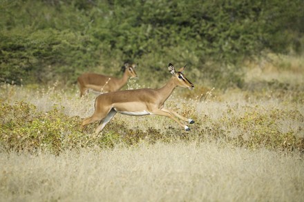 Springbok Antidorcas Marsupialis Running Jumping Through Editorial ...