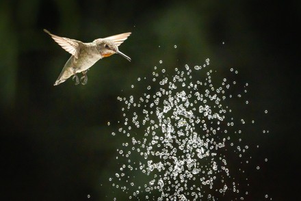 2,000 Fast animals Stock Pictures, Editorial Images and Stock Photos ...