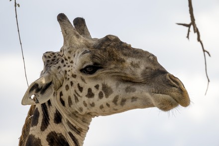Rhodesian Giraffe Giraffa Camelopardalis Thornicrofti Animal Editorial ...
