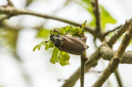 Cockchafer Melolontha Hippocastani Female On Fresh Editorial Stock ...