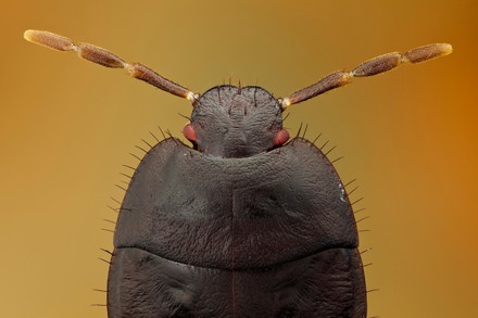 1 Cydnus aterrimus Stock Pictures, Editorial Images and Stock Photos ...