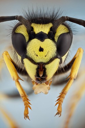 Portrait O Quite Common Wasp Fully Editorial Stock Photo - Stock Image ...