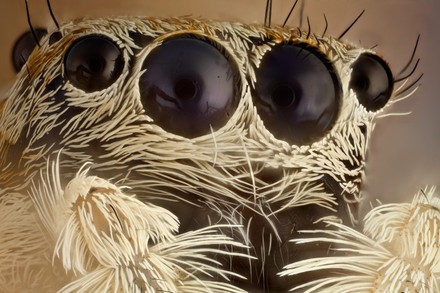 Jumping Spiders Have Some Best Vision Editorial Stock Photo - Stock ...