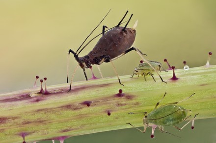 Aphids Small Sap Sucking Insects Members Editorial Stock Photo - Stock ...