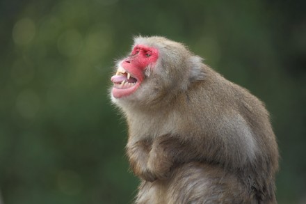 Male Theropithecus Gelada Jelada Dentition Teeth Editorial Stock Photo ...