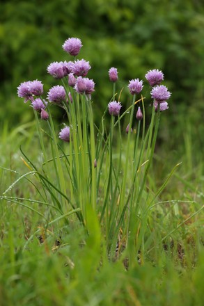 Perennial Chive Allium Schoenoprasum Dewdrops Flowering Editorial Stock ...