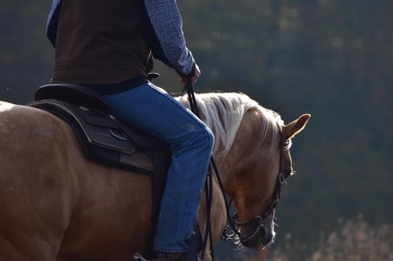 Western Riding Closeup Rider Saddle American Editorial Stock Photo ...