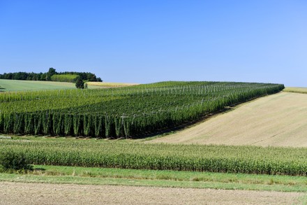 Harvested Hops Hop Garden Hop Field Editorial Stock Photo - Stock Image ...