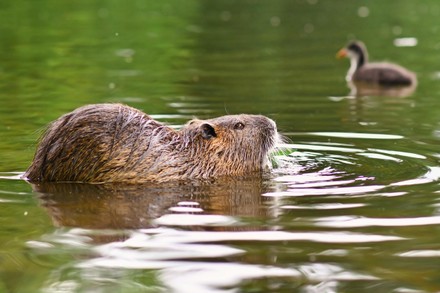 21 Nutria rats Stock Pictures, Editorial Images and Stock Photos ...