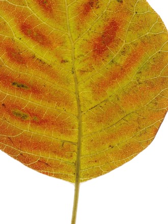 Autumn Leaves Editorial Stock Photo - Stock Image | Shutterstock