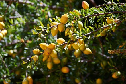 Argan Fruit Growing On Argan Nuts Editorial Stock Photo - Stock Image ...