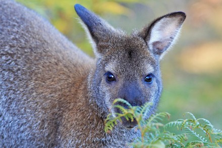 Rednecked Wallaby Notamacropus Rufogriseus Head Portrait Editorial ...