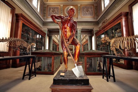 Plaster Cast Skinless Body On Display Editorial Stock Photo - Stock ...