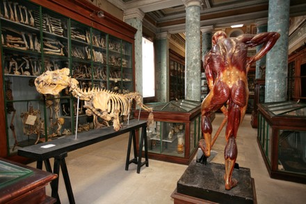 Plaster Cast Skinless Body On Display Editorial Stock Photo - Stock ...