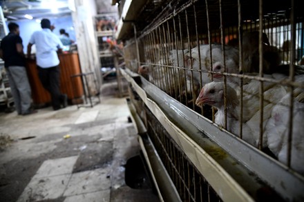 250 Poultry shop Stock Pictures, Editorial Images and Stock Photos ...