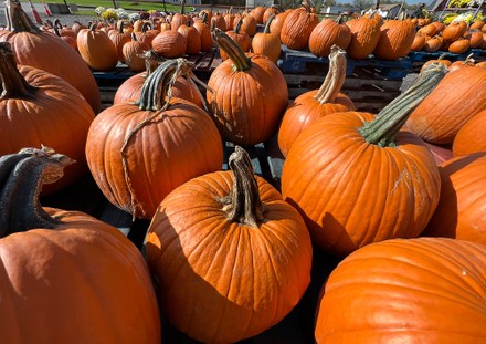 Pumpkins All Sizes Sold Market Endicott Editorial Stock Photo - Stock ...