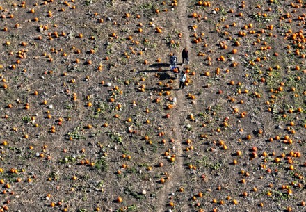 Pumpkin Picking Well Underway Freshfields Farm Editorial Stock Photo ...
